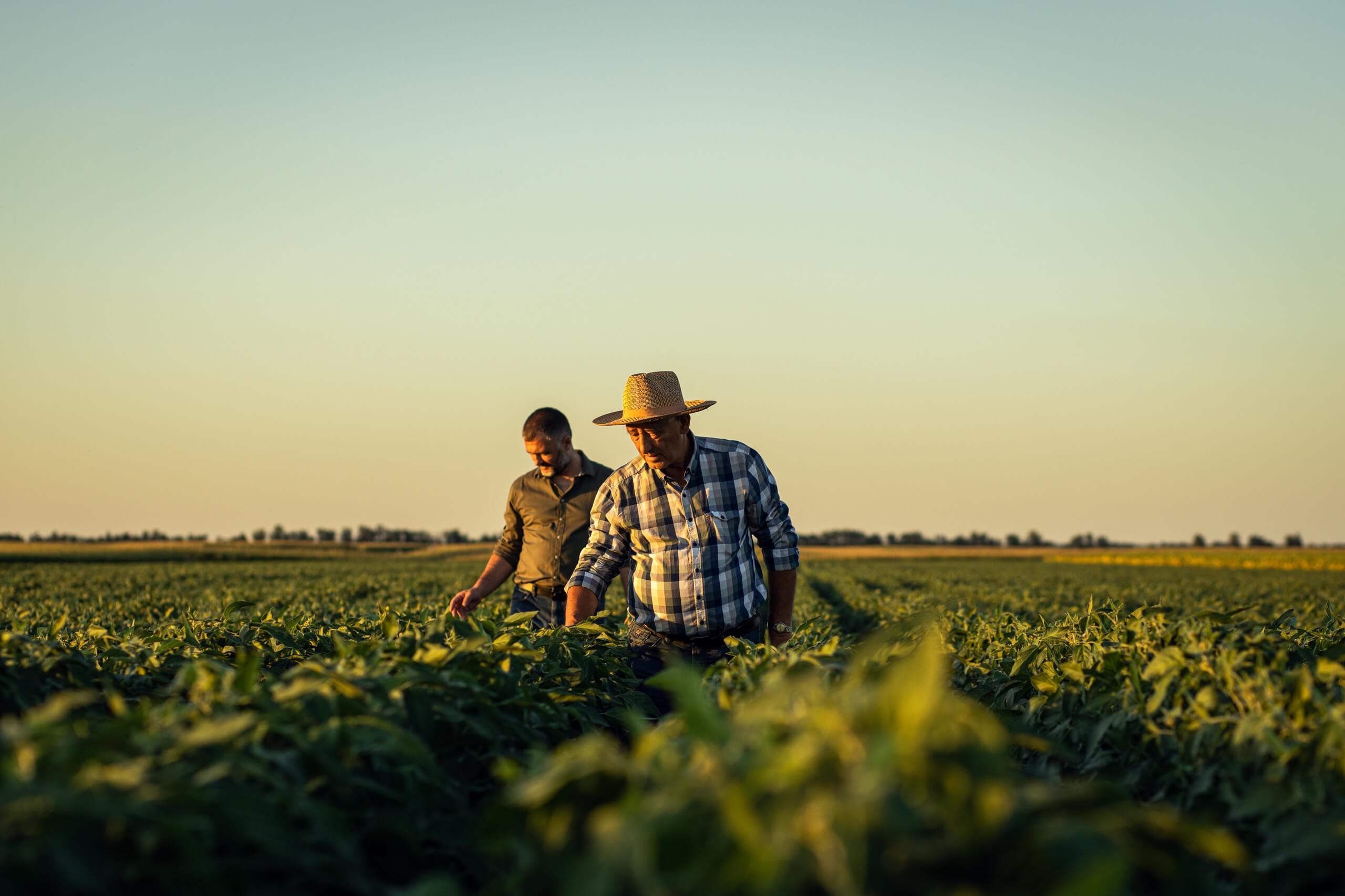 Smallholder farmers, agricultural sustainability and global food ...