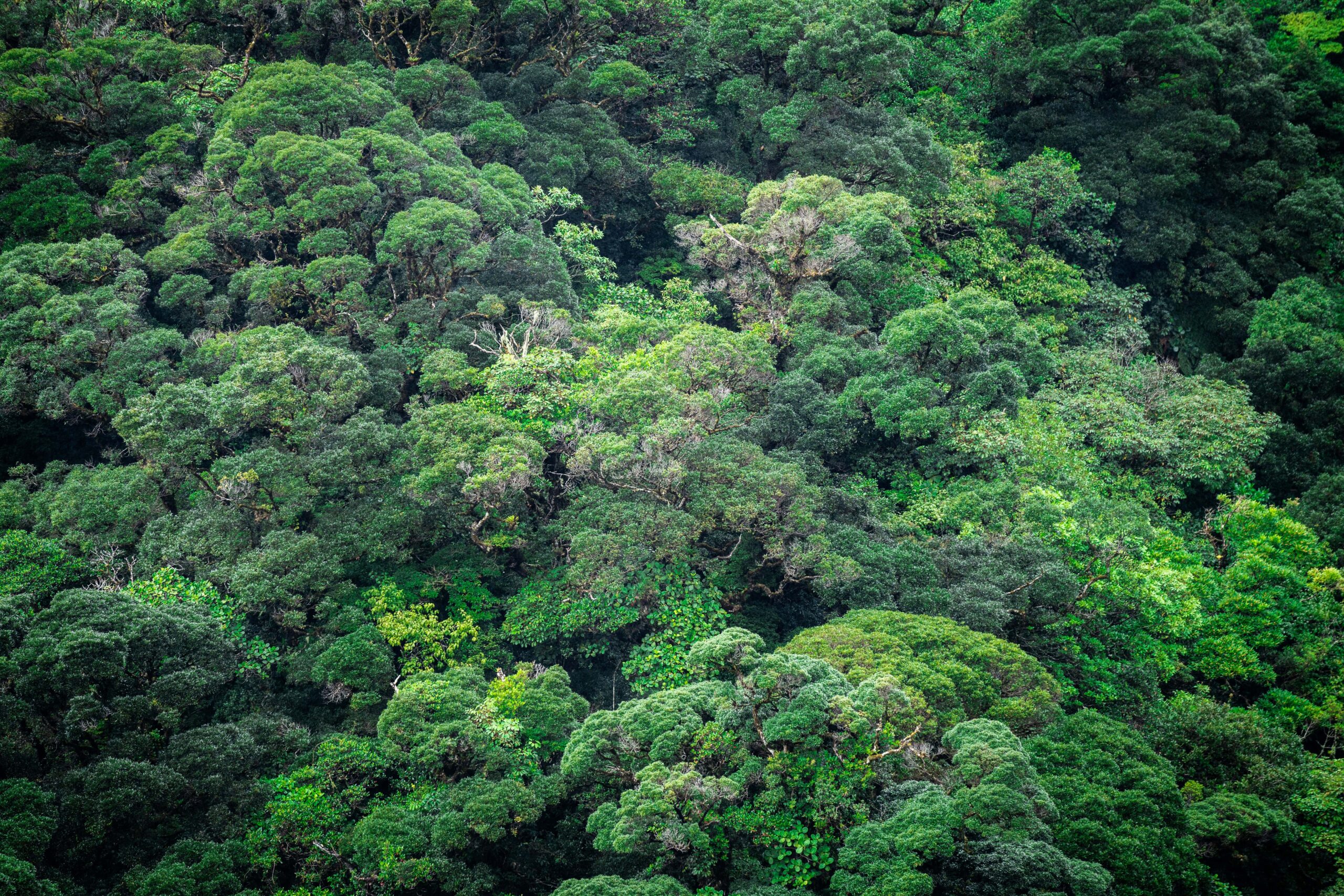 Tropical Forest Forever Facility aims to incentivise forest protection - Zero Carbon Analytics
