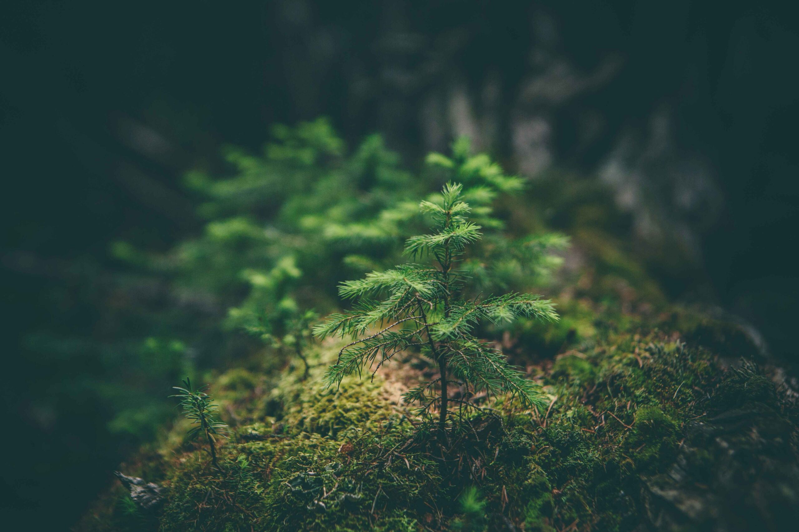 Businesses face significant risks from the destruction of nature - Zero ...